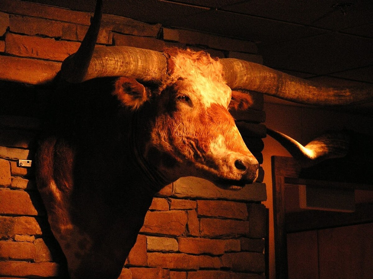 History of Taxidermy: From Antiquity to Modern Times - Taxidermy Store