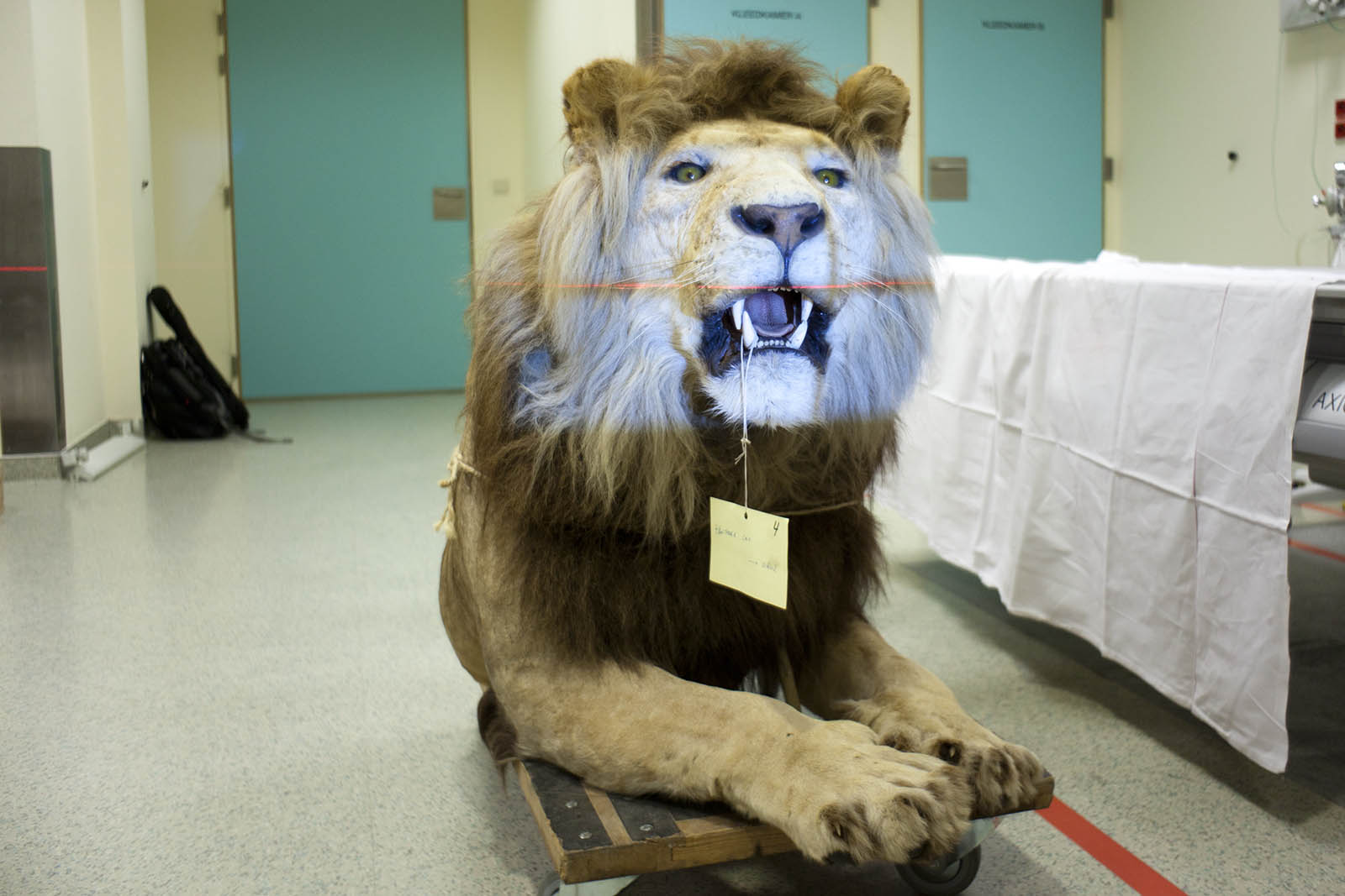 Taxidermy Techniques: How the Process of Preserving Animals Works ...