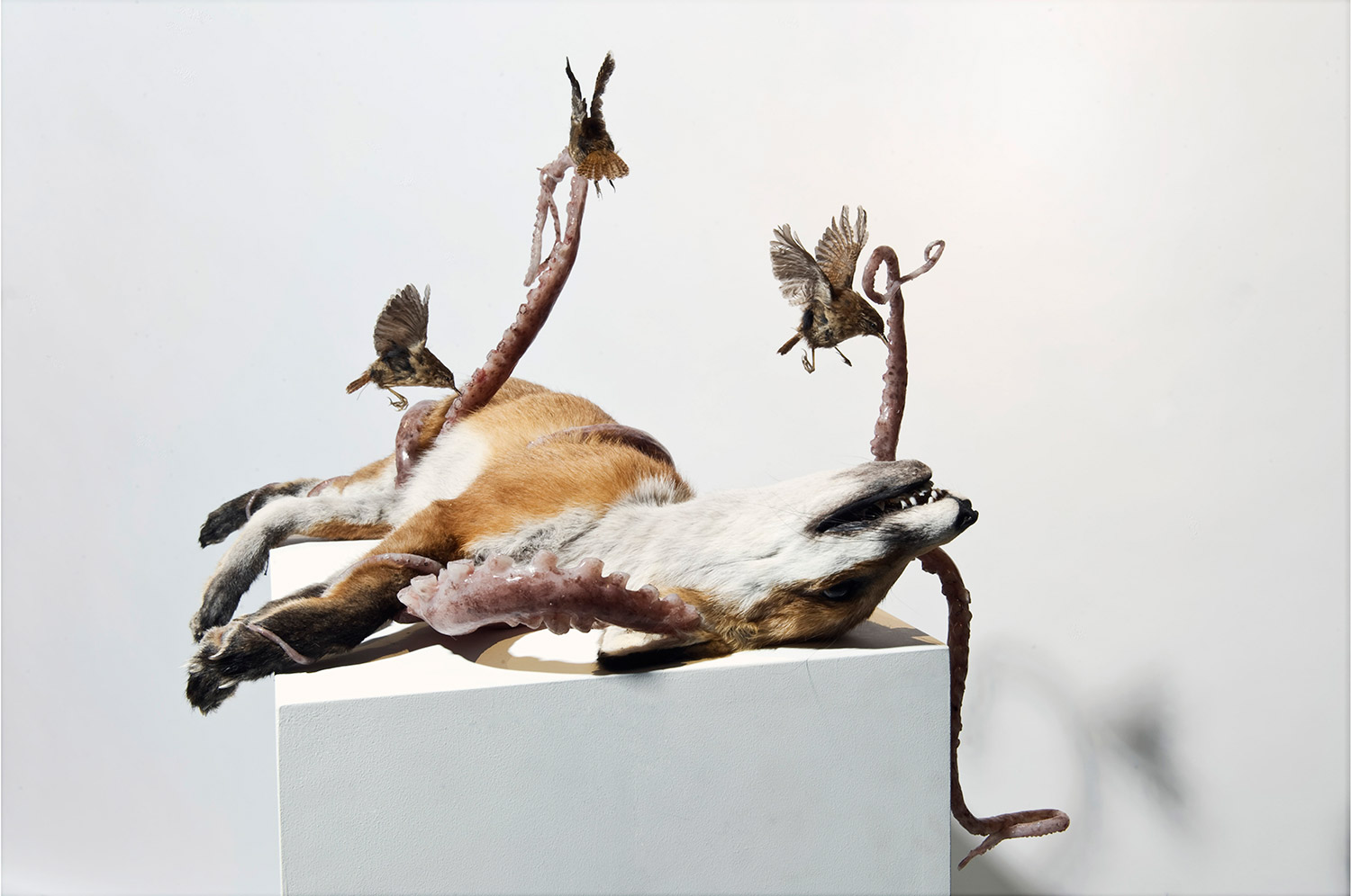 Taxidermy as Art: Notable Taxidermists and Their Works - Taxidermy Store